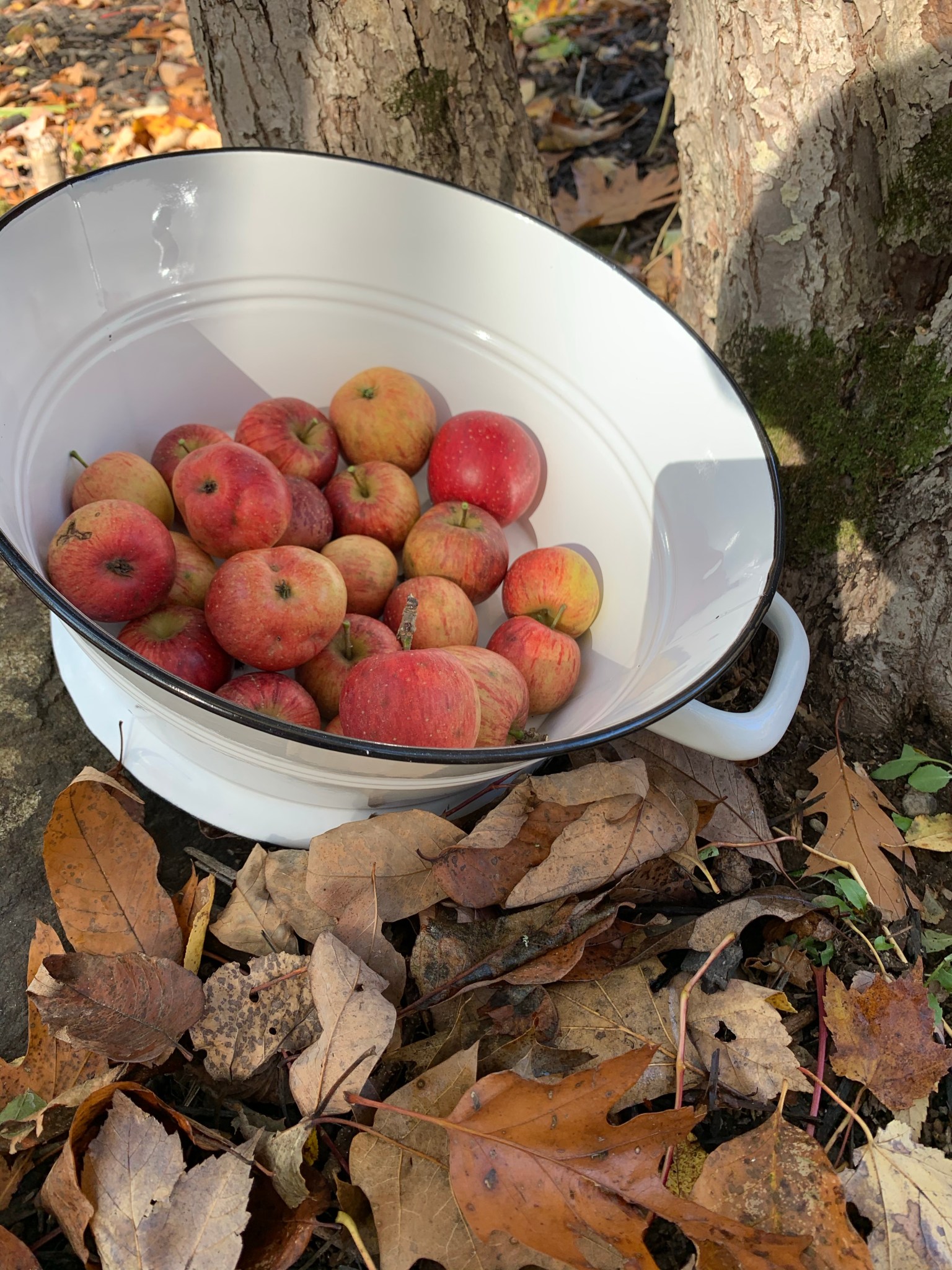 Old Apple Tree, We Wassail Thee… – A Briar and Bramble Journal